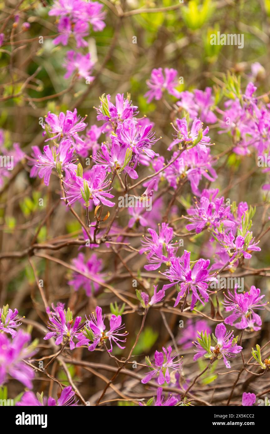 Saint Gallen, Switzerland, April 7, 2024 Rhododendron Occidentale or ...
