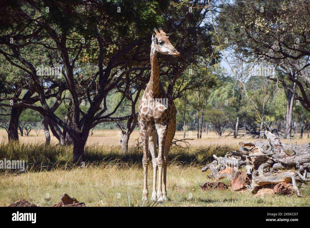 Zimbabwe, 3rd May 2024. An adult giraffe in a nature reserve in ...