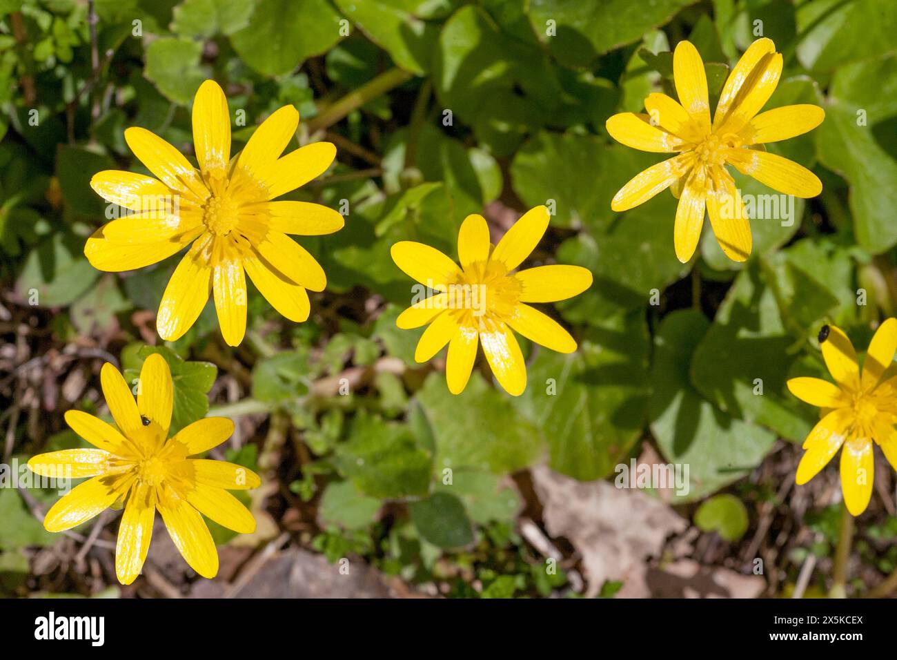 FICARIA VERNA Ranunculus ficaria Stock Photo - Alamy