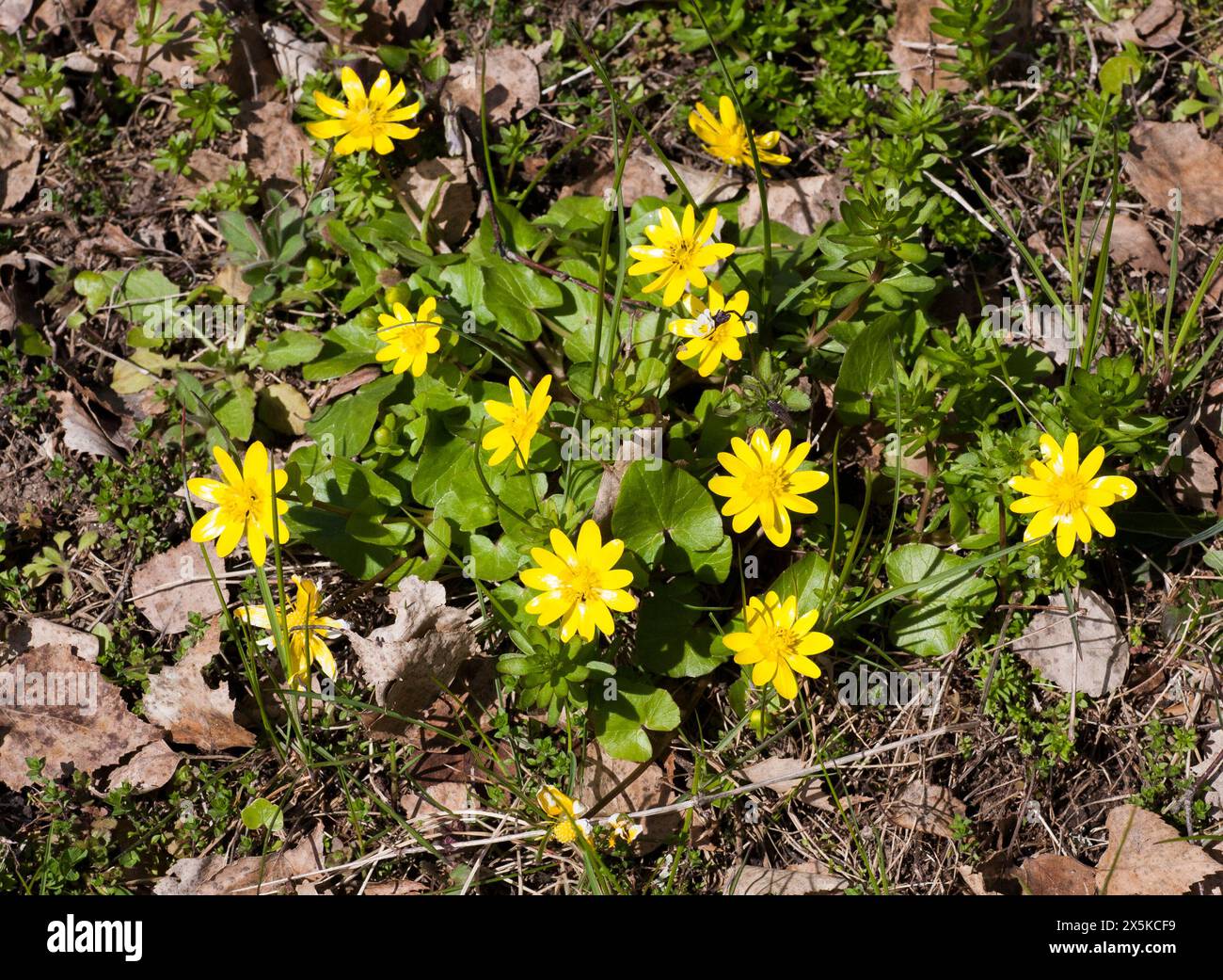 Ficaria flowers hi-res stock photography and images - Alamy