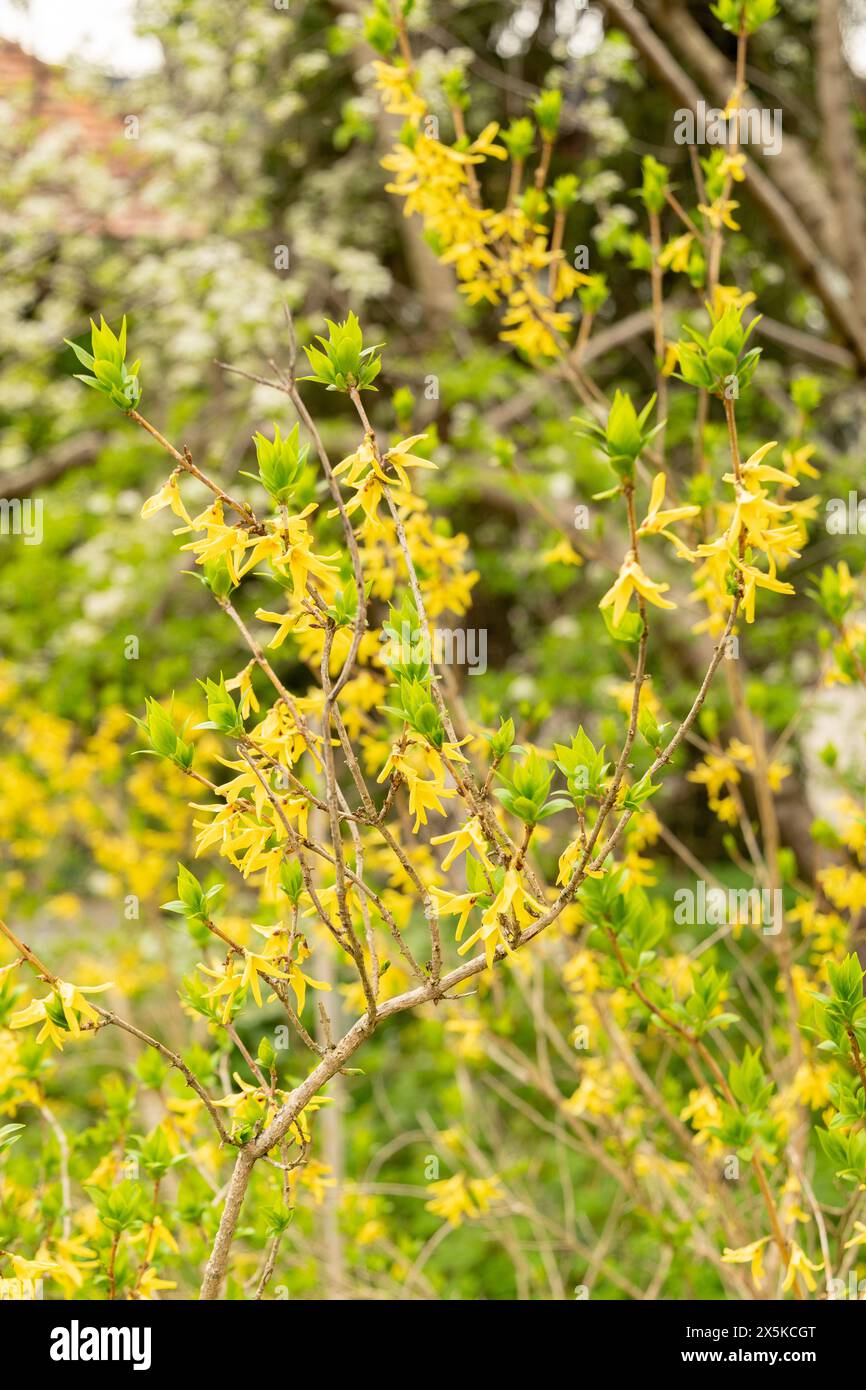 Saint Gallen, Switzerland, April 7, 2024 Forsythia Europaea or albanian ...