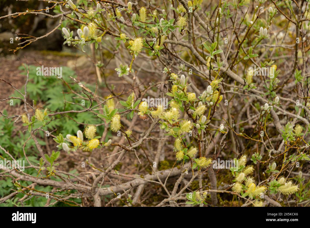 Salix species hi-res stock photography and images - Alamy