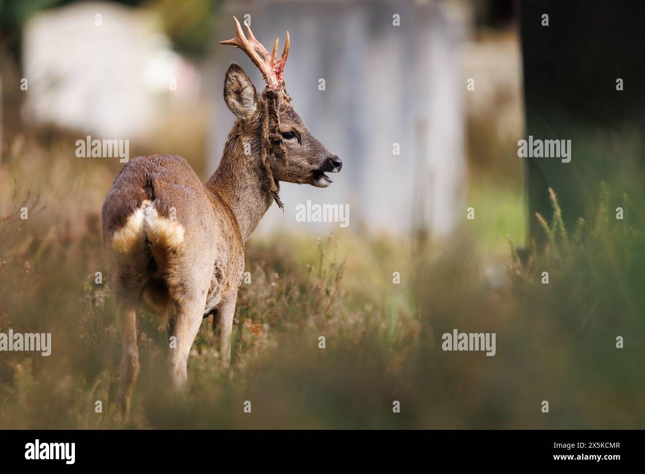 Deer shedding velvet hi-res stock photography and images - Alamy