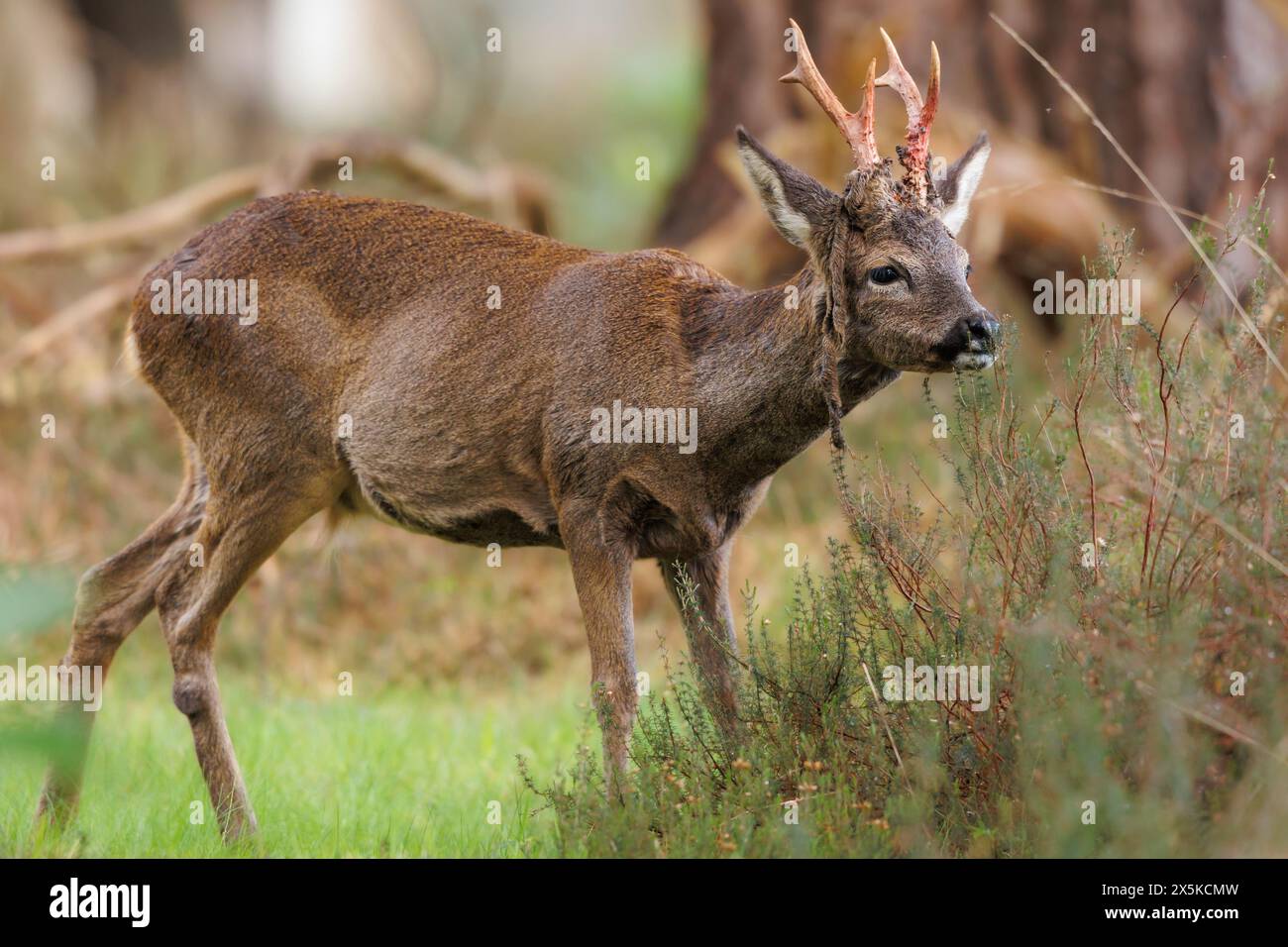 Deer shedding velvet hi-res stock photography and images - Alamy