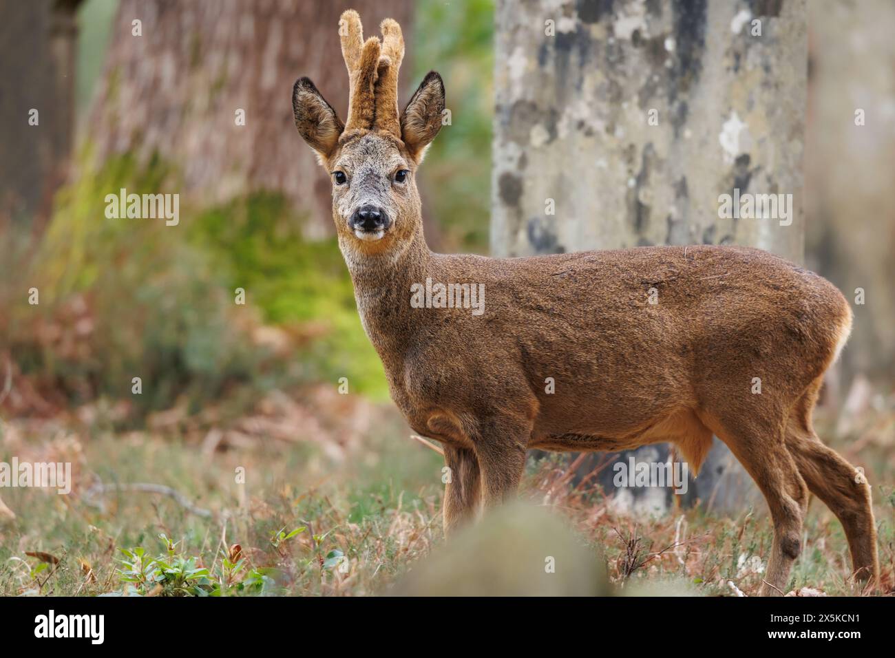 Species of conservation concern hi-res stock photography and images - Alamy