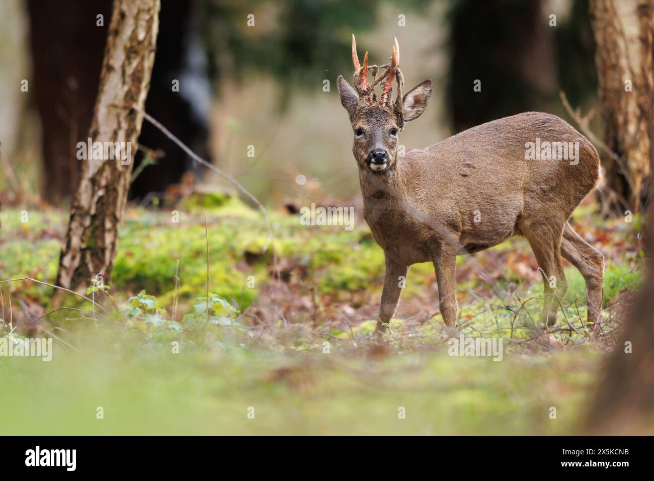 Roebuck shedding velvet from antlers Stock Photo - Alamy