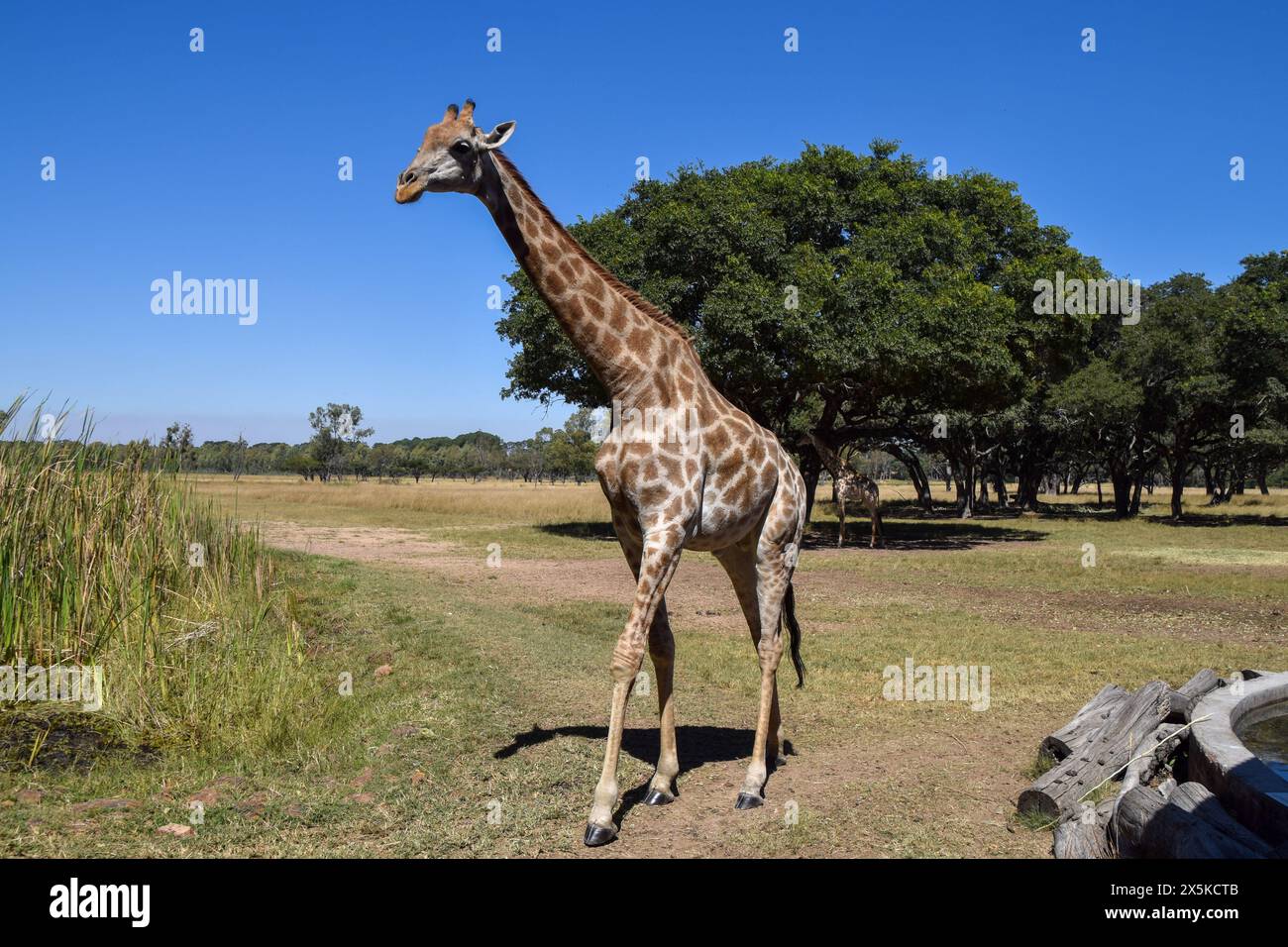 Zimbabwe, 3rd May 2024. An adult giraffe in a nature reserve in ...