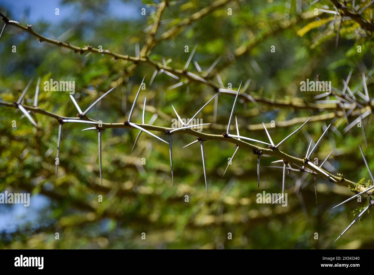 Harare forest hi-res stock photography and images - Alamy
