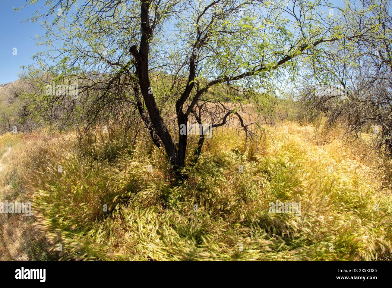 The wide open space of the glorious Catalina State Park, Oro Valley ...