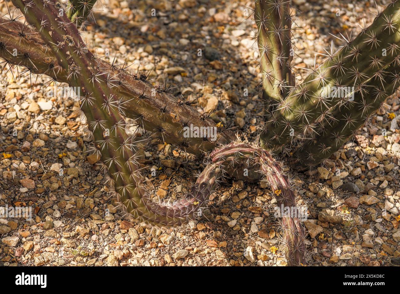 frankly strange / intriguing Stenocereus alamosensis, octopus cactus ...