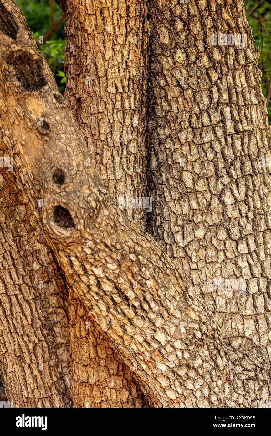 Natural close up plant portrait of Sandpaper tree, Ehretia anacua, in ...