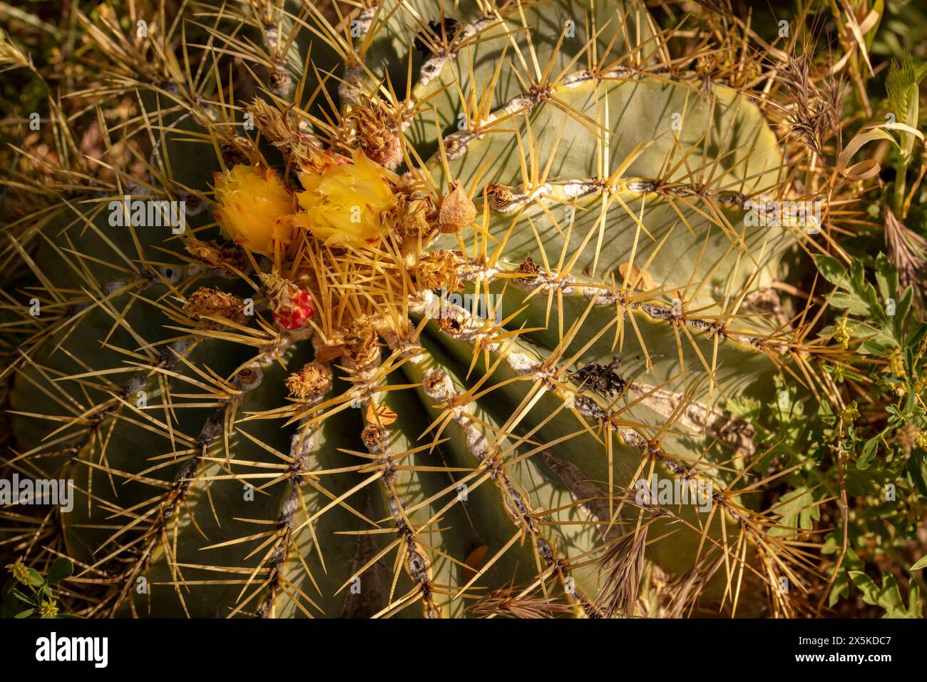 Natural close up flowering plant portrait of Ferocactus Glaucescens ...