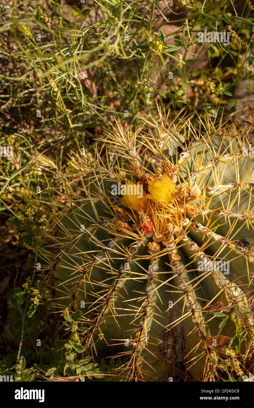 Natural close up flowering plant portrait of Ferocactus Glaucescens ...