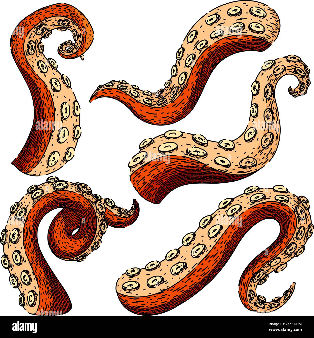 octopus kraken tentacle set sketch hand drawn vector Stock Vector Image ...