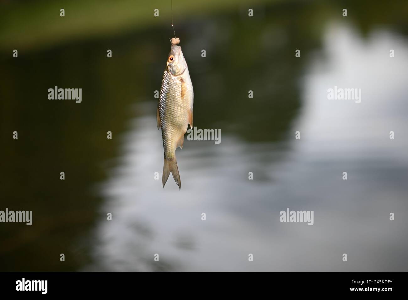 Angler carp fishing trophy hi-res stock photography and images - Alamy