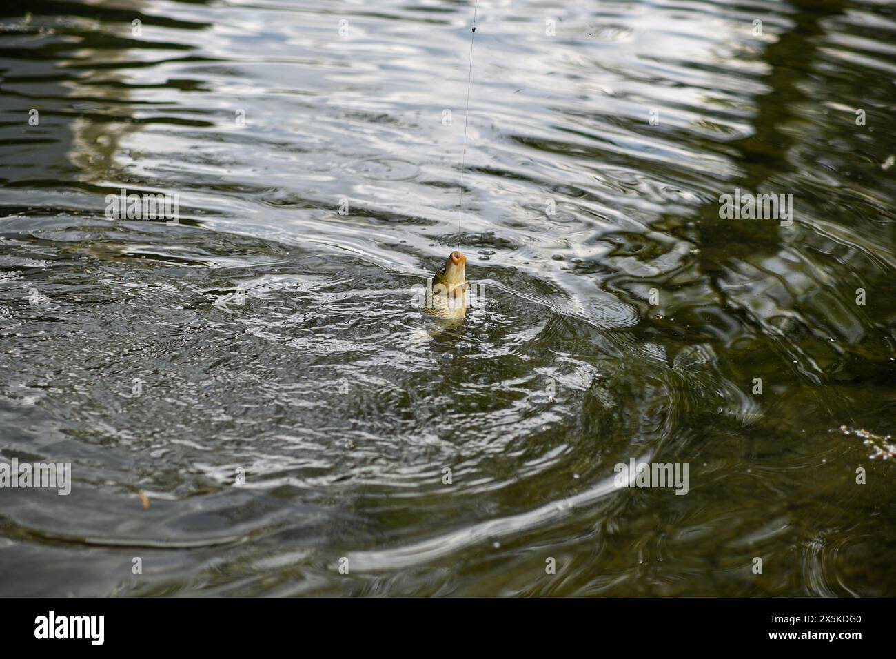 small carp (fish) caught on a hook in the water Stock Photo - Alamy