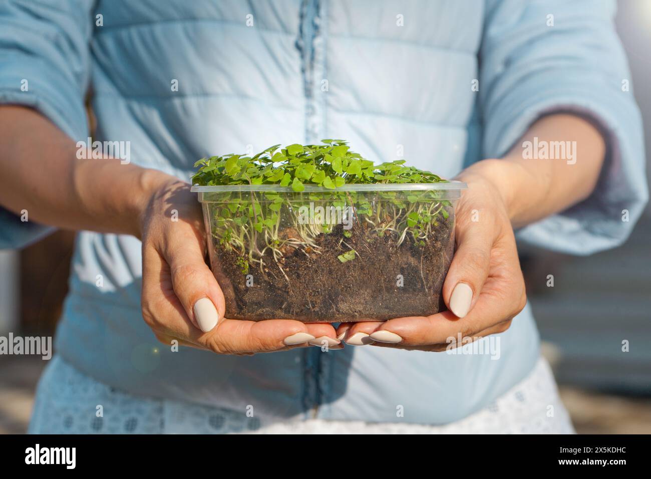 microgreen sprouts in female hands Raw sprouts, microgreens, healthy ...