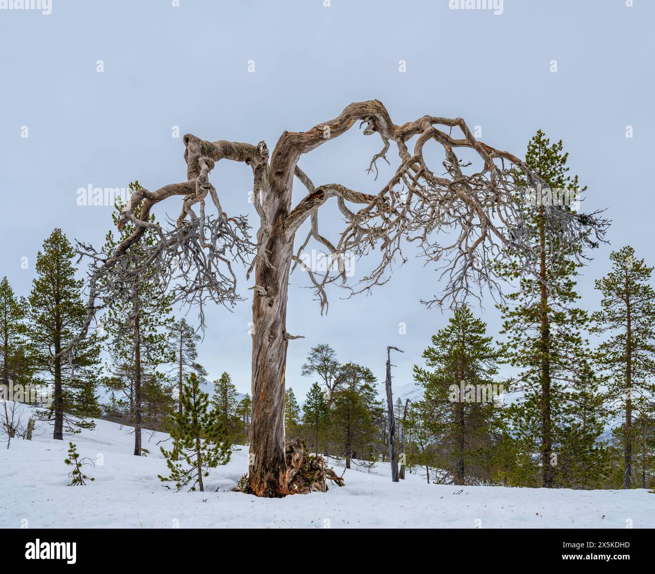 landscape at Anderdalen National Park with protected coastal old growth ...