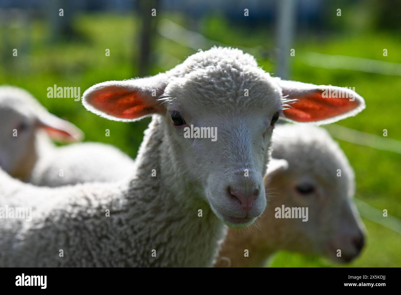 portrait of a small white lamb Stock Photo - Alamy