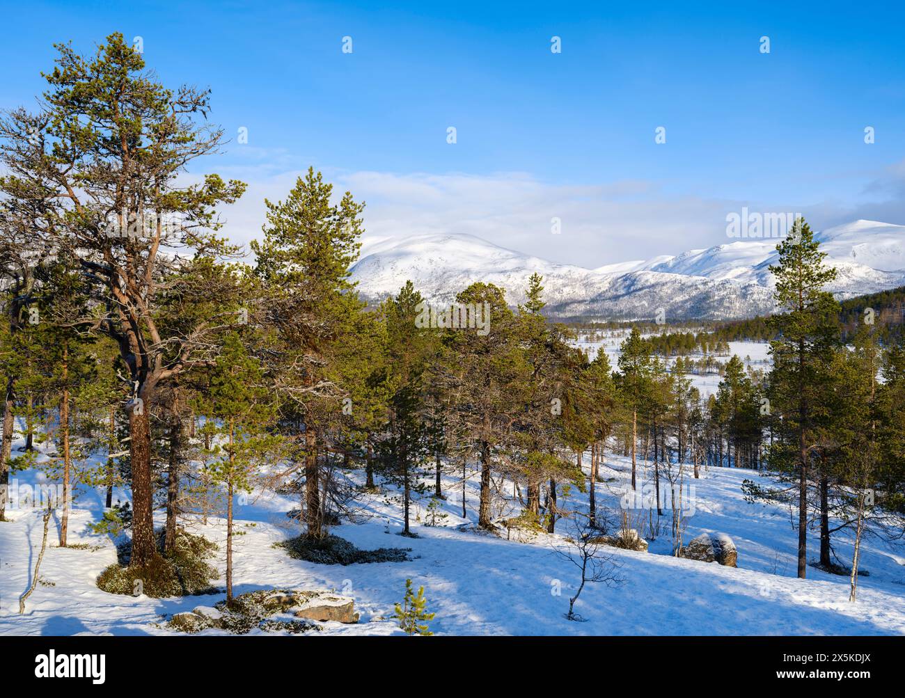 landscape at Anderdalen National Park with protected coastal old growth ...