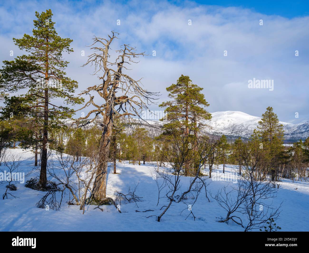 landscape at Anderdalen National Park with protected coastal old growth ...