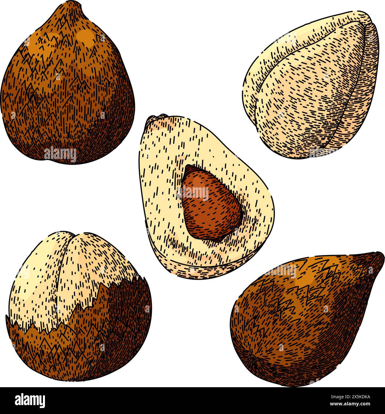 Sala salak Stock Vector Images - Alamy