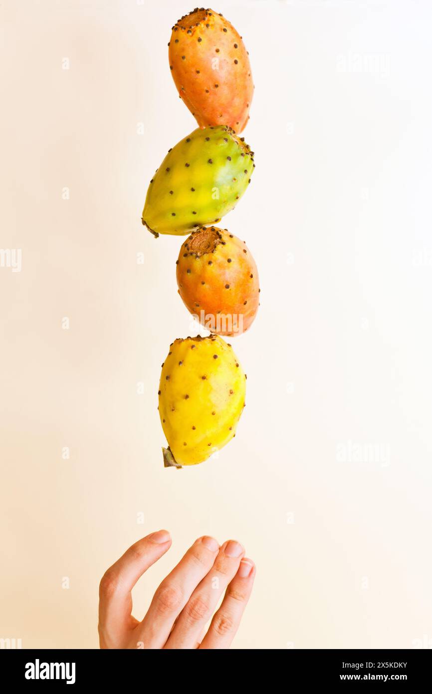 cactus plant levitation. fresh ripe yellow cactus fruit falling in air ...