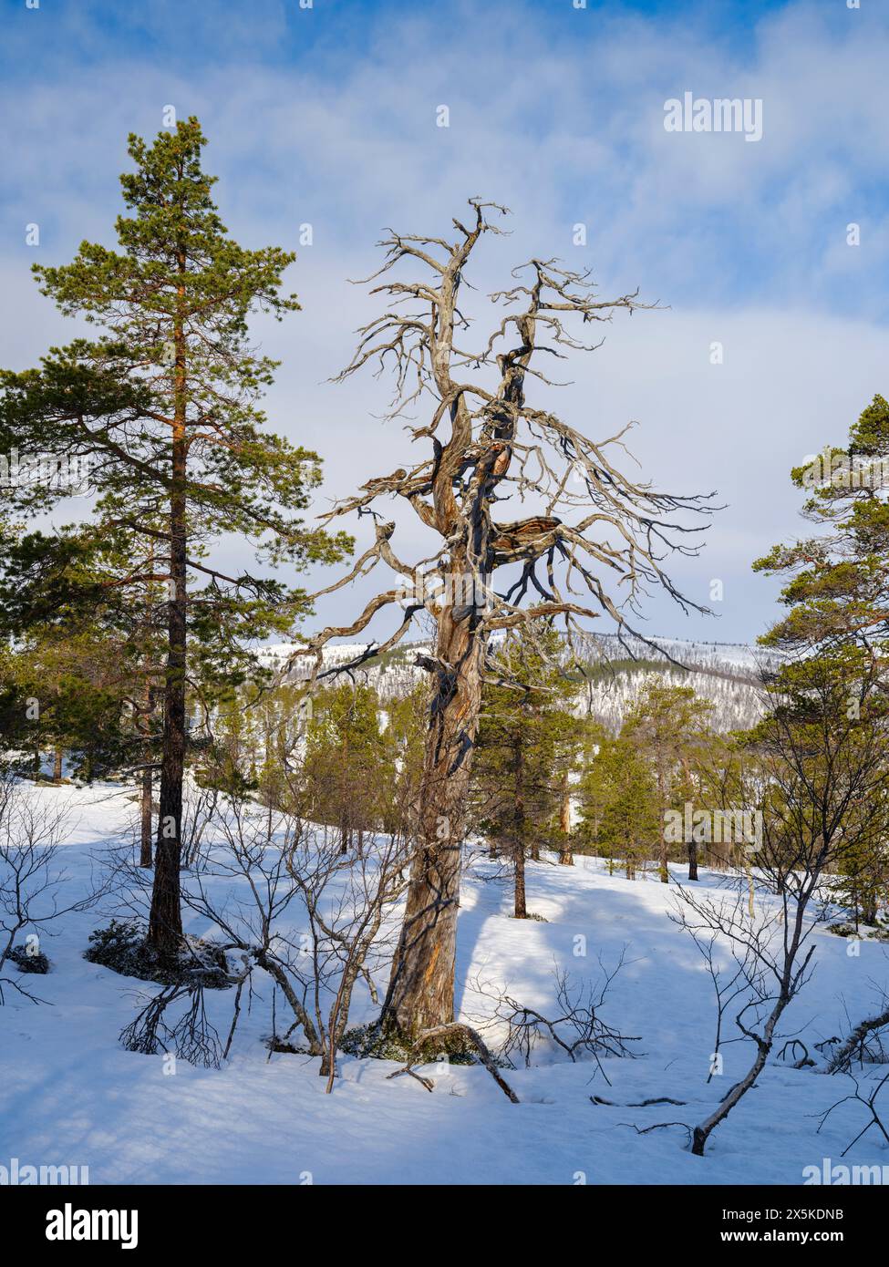 landscape at Anderdalen National Park with protected coastal old growth ...