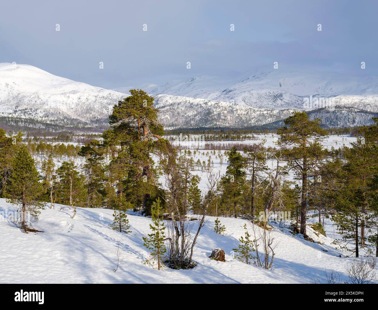 landscape at Anderdalen National Park with protected coastal old growth ...