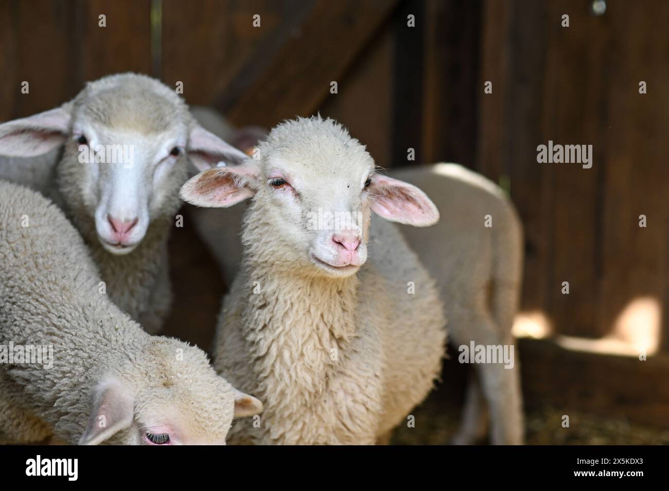 portrait of a small white lamb Stock Photo - Alamy