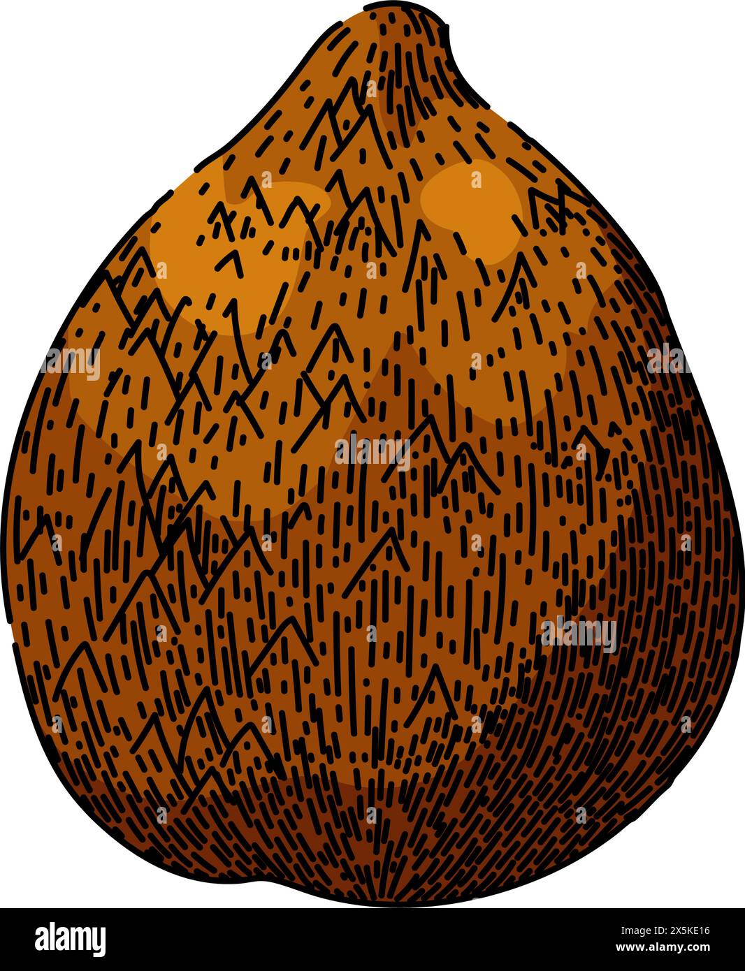 Salacca illustration hi-res stock photography and images - Alamy