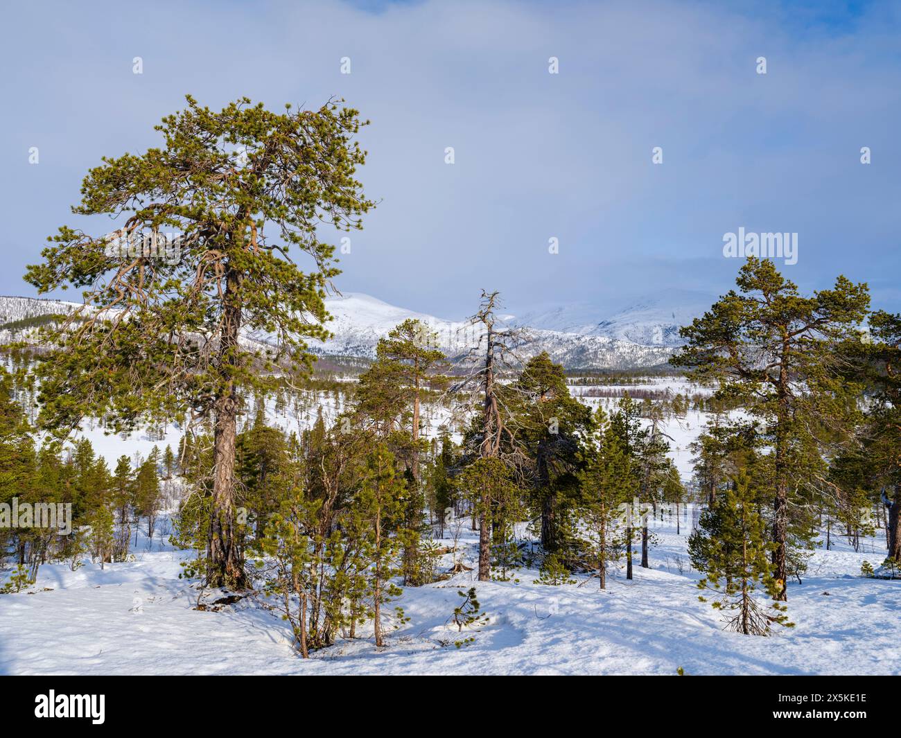 landscape at Anderdalen National Park with protected coastal old growth ...