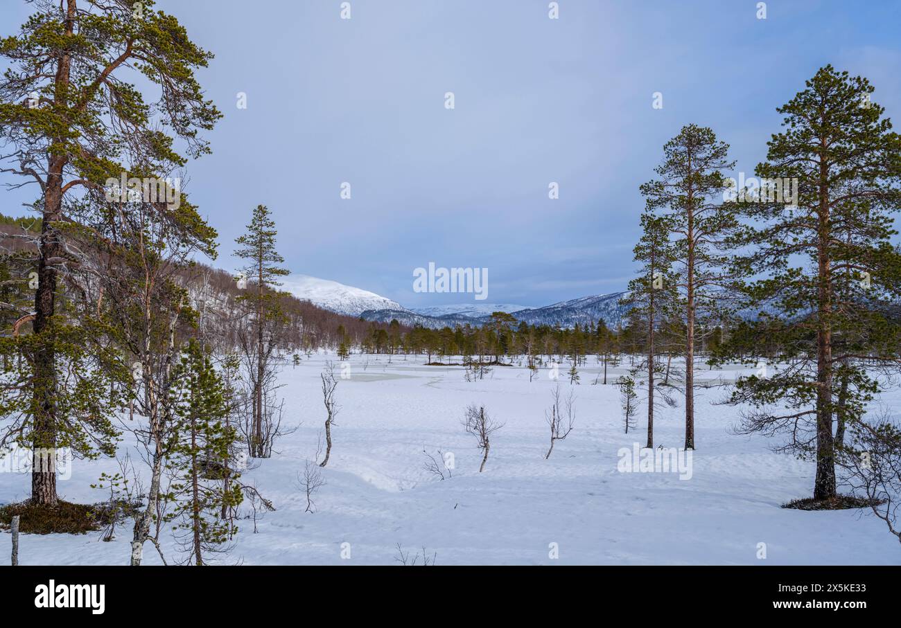 landscape at Anderdalen National Park with protected coastal old growth ...