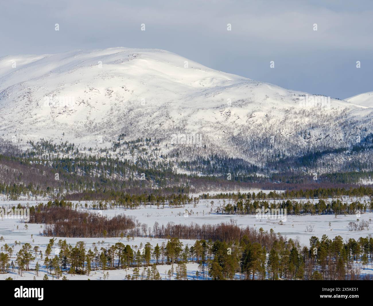 landscape at Anderdalen National Park with protected coastal old growth ...