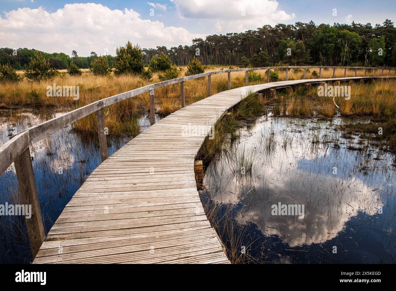 plank path at the Grosses Veen marshland in the Diersfordt forest ...
