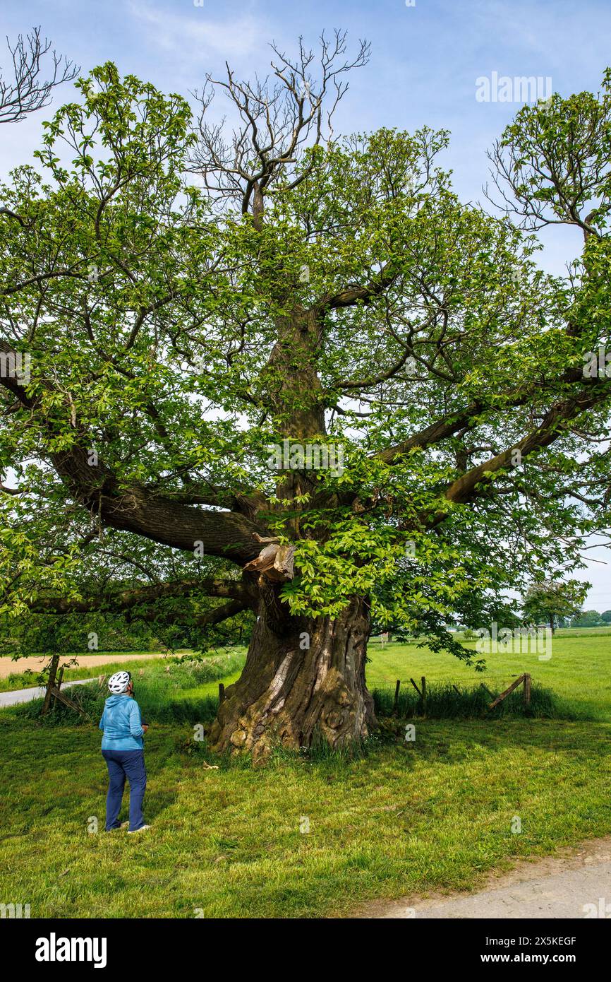 300-year-old sweet chestnut tree with a trunk circumference of over 7 ...