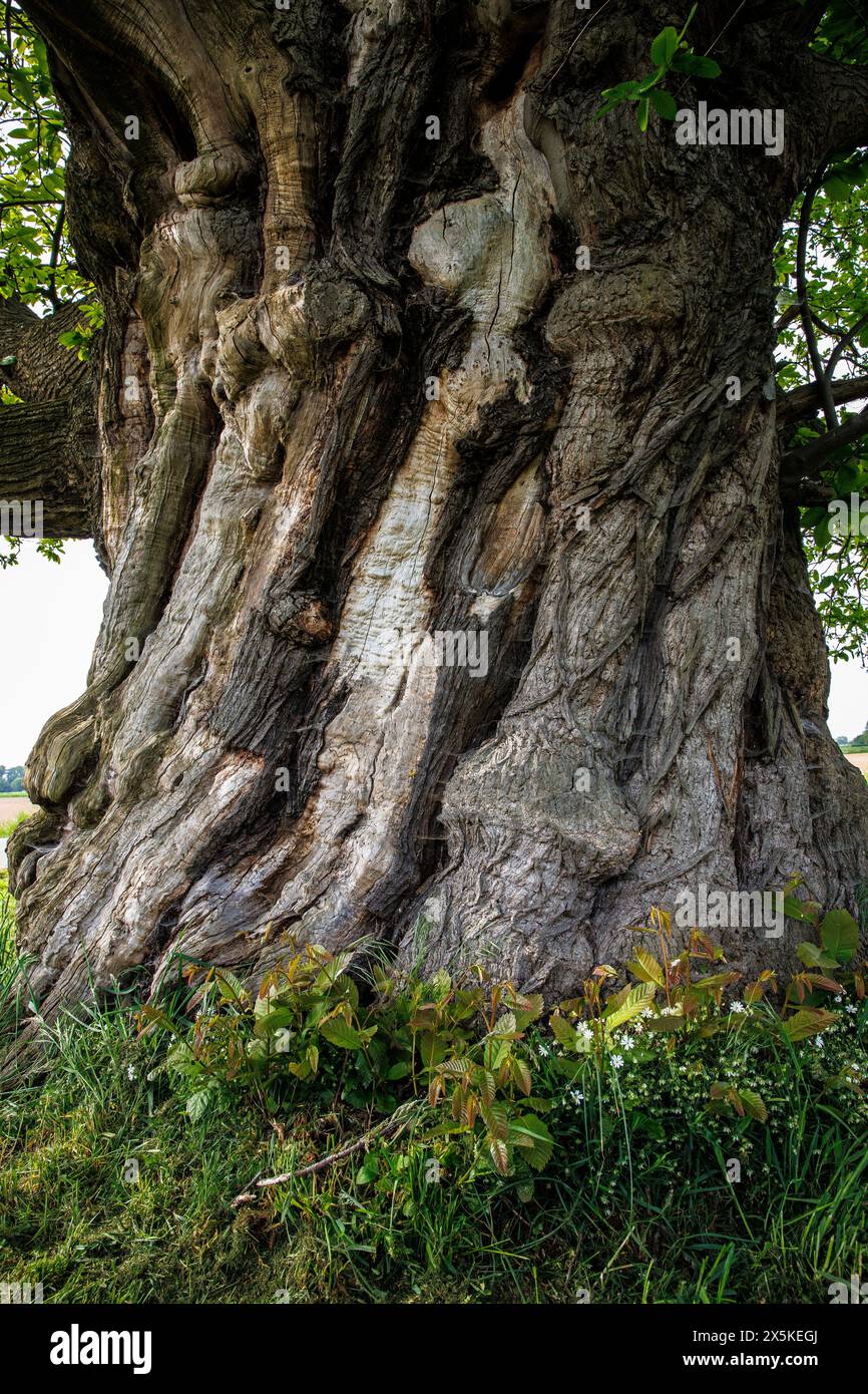 Sweet chestnut trees hi-res stock photography and images - Alamy