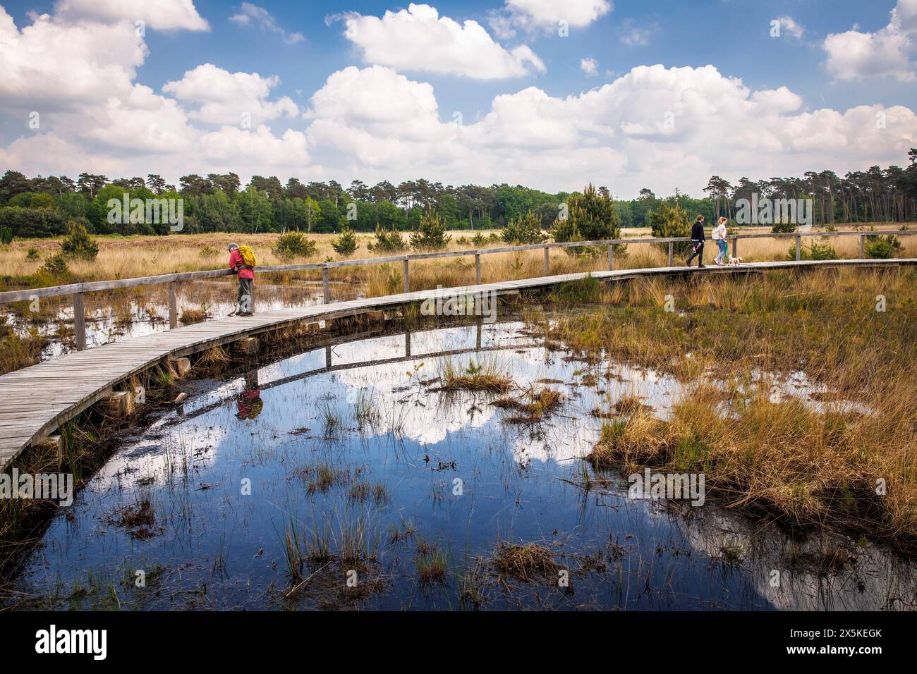 plank path at the Grosses Veen marshland in the Diersfordt forest ...