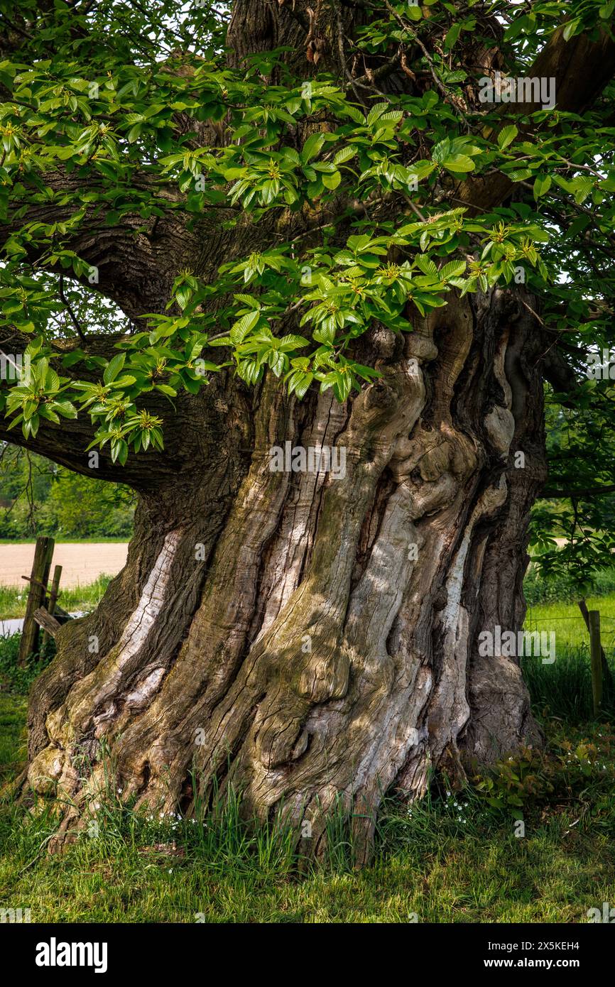 300-year-old sweet chestnut tree with a trunk circumference of over 7 ...
