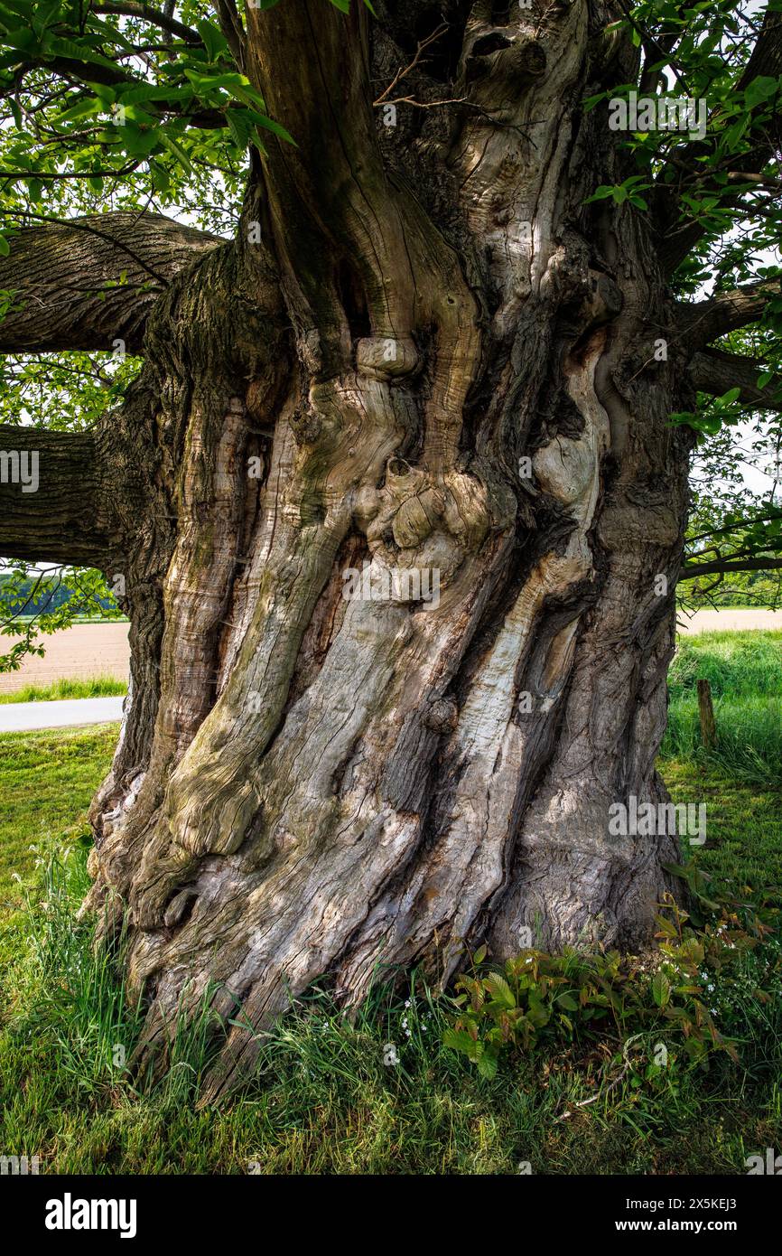 300-year-old sweet chestnut tree with a trunk circumference of over 7 ...