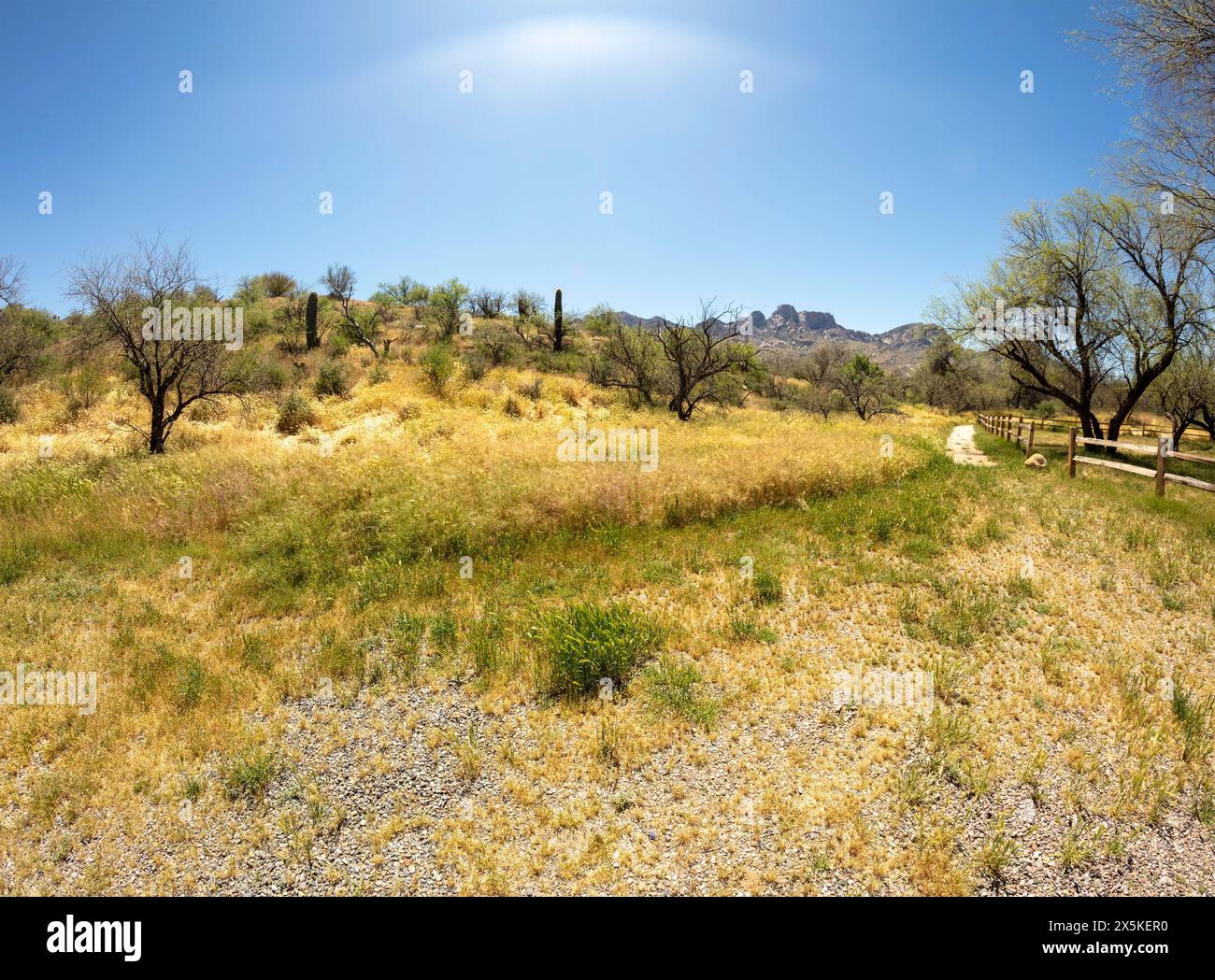 The wide open space of the glorious Catalina State Park, Oro Valley ...