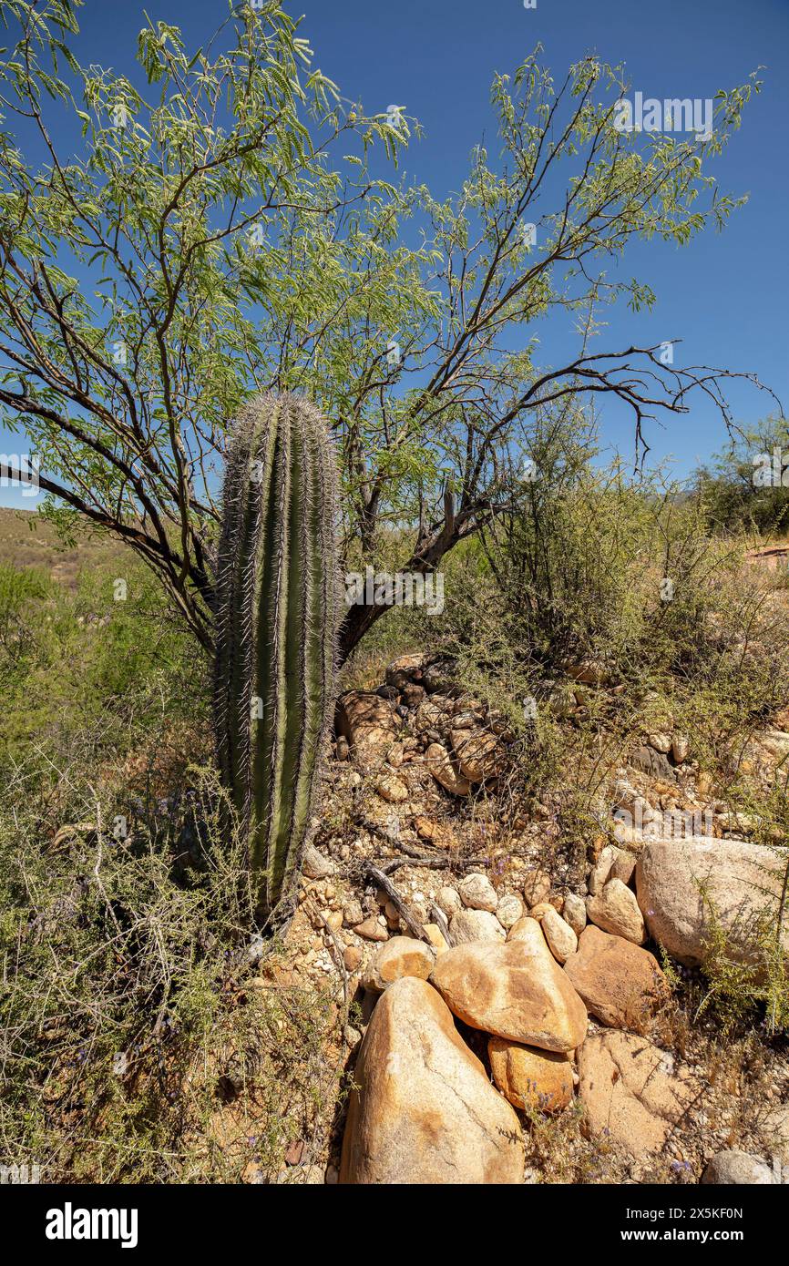 Majestic Saguaro, Saˈɣwaɾo, Carnegiea Gigantea, standing in glorious ...