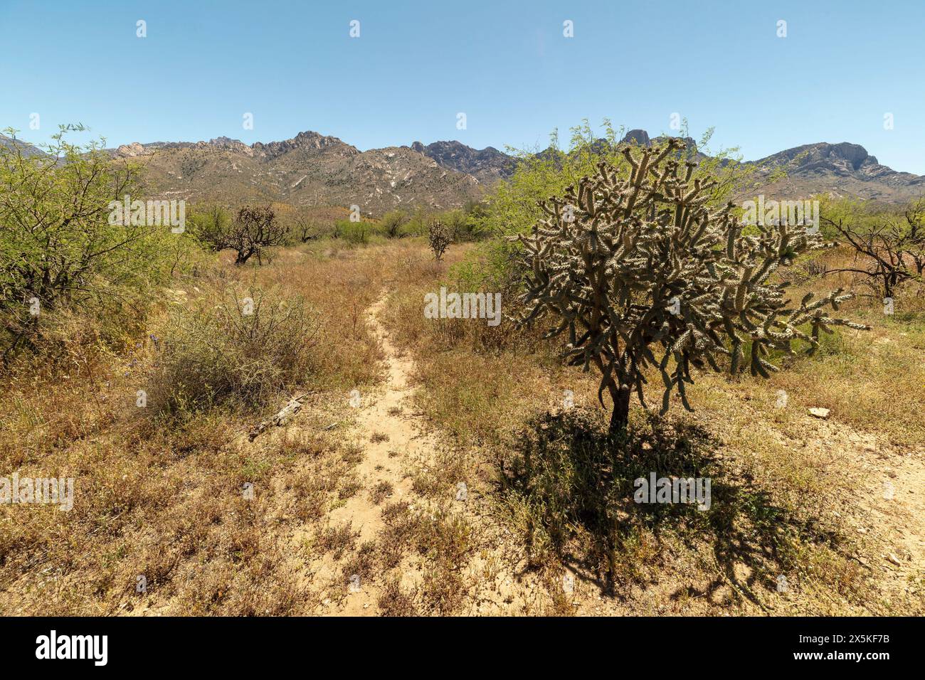 The wide open space of the glorious Catalina State Park, Oro Valley ...