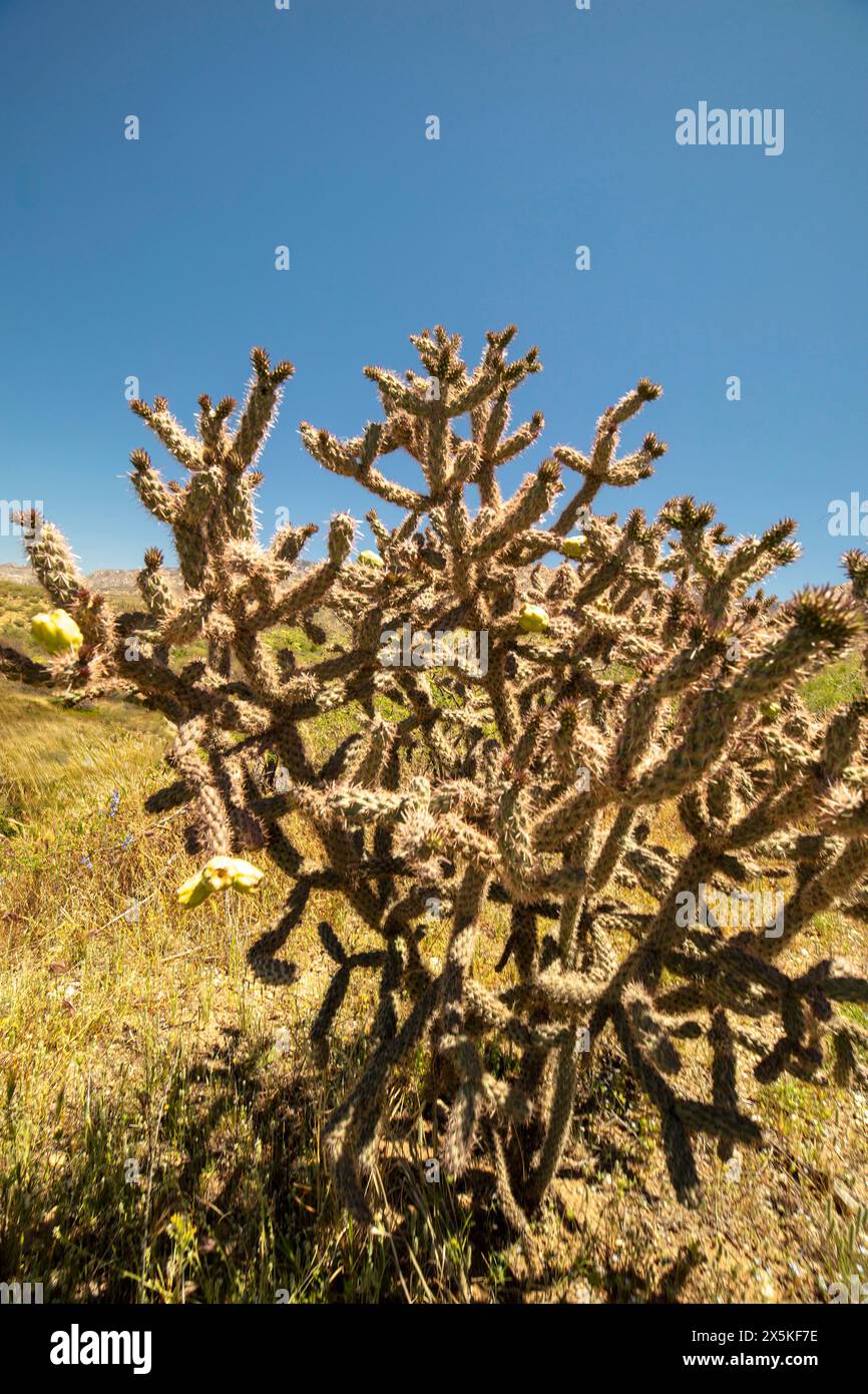 Natural close up flowering plant portrait of Smooth chain-fruit Cholla ...