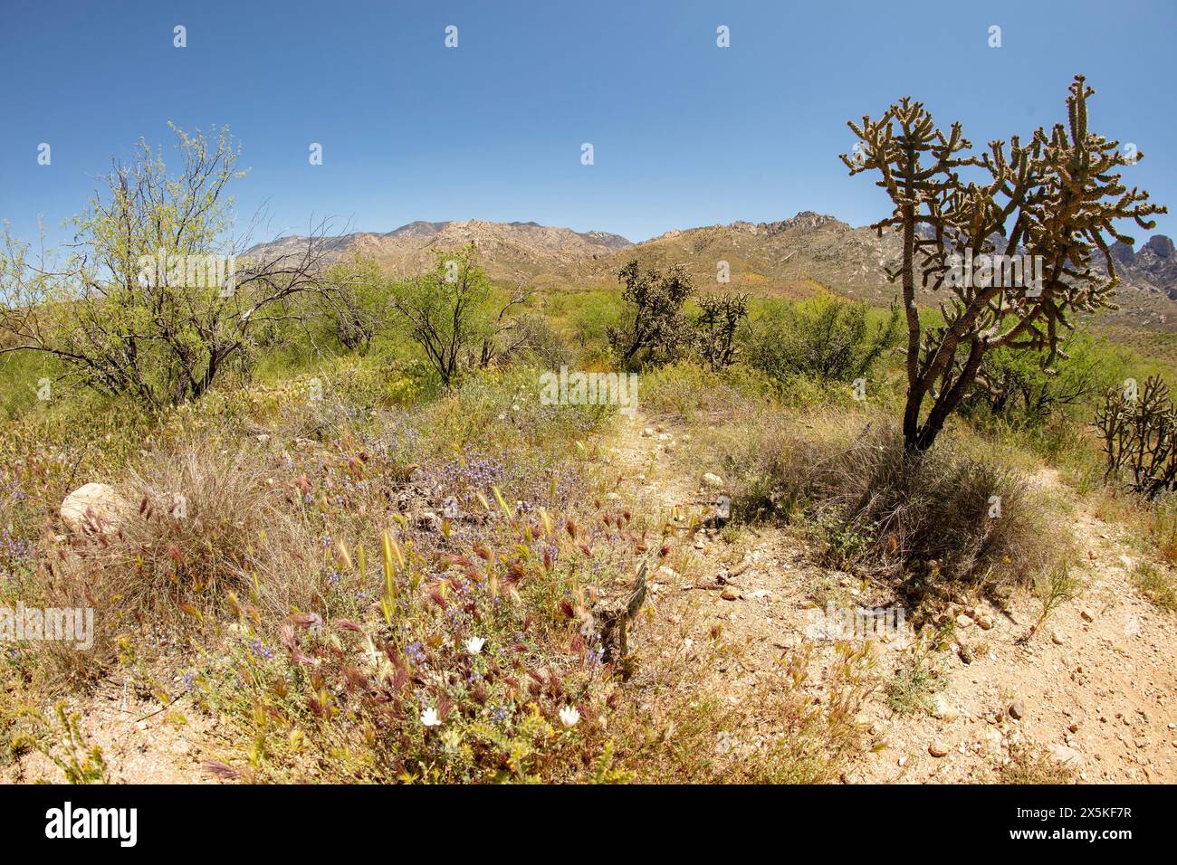 The wide open space of the glorious Catalina State Park, Oro Valley ...