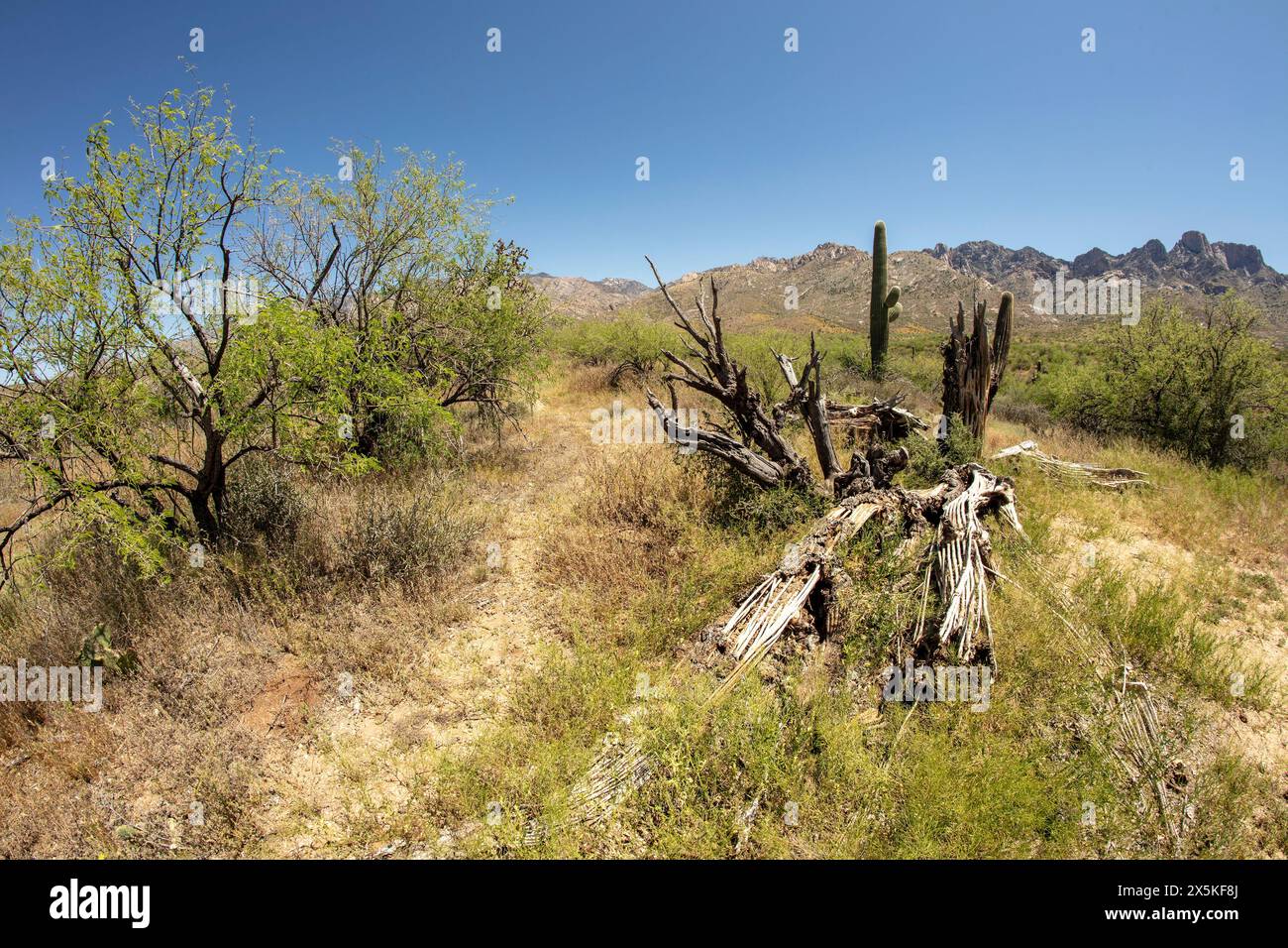 The wide open space of the glorious Catalina State Park, Oro Valley ...