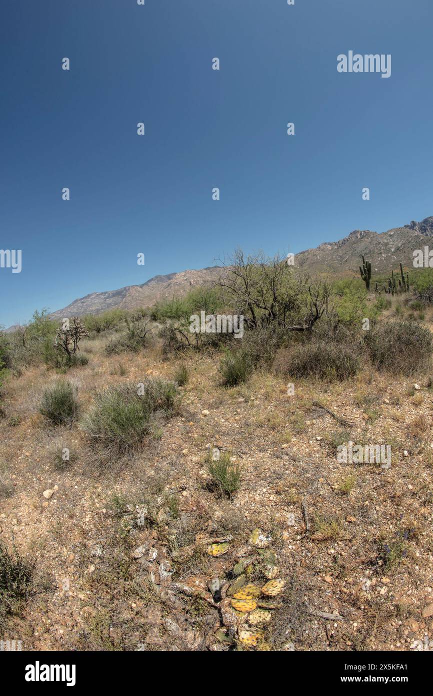 The wide open space of the glorious Catalina State Park, Oro Valley ...