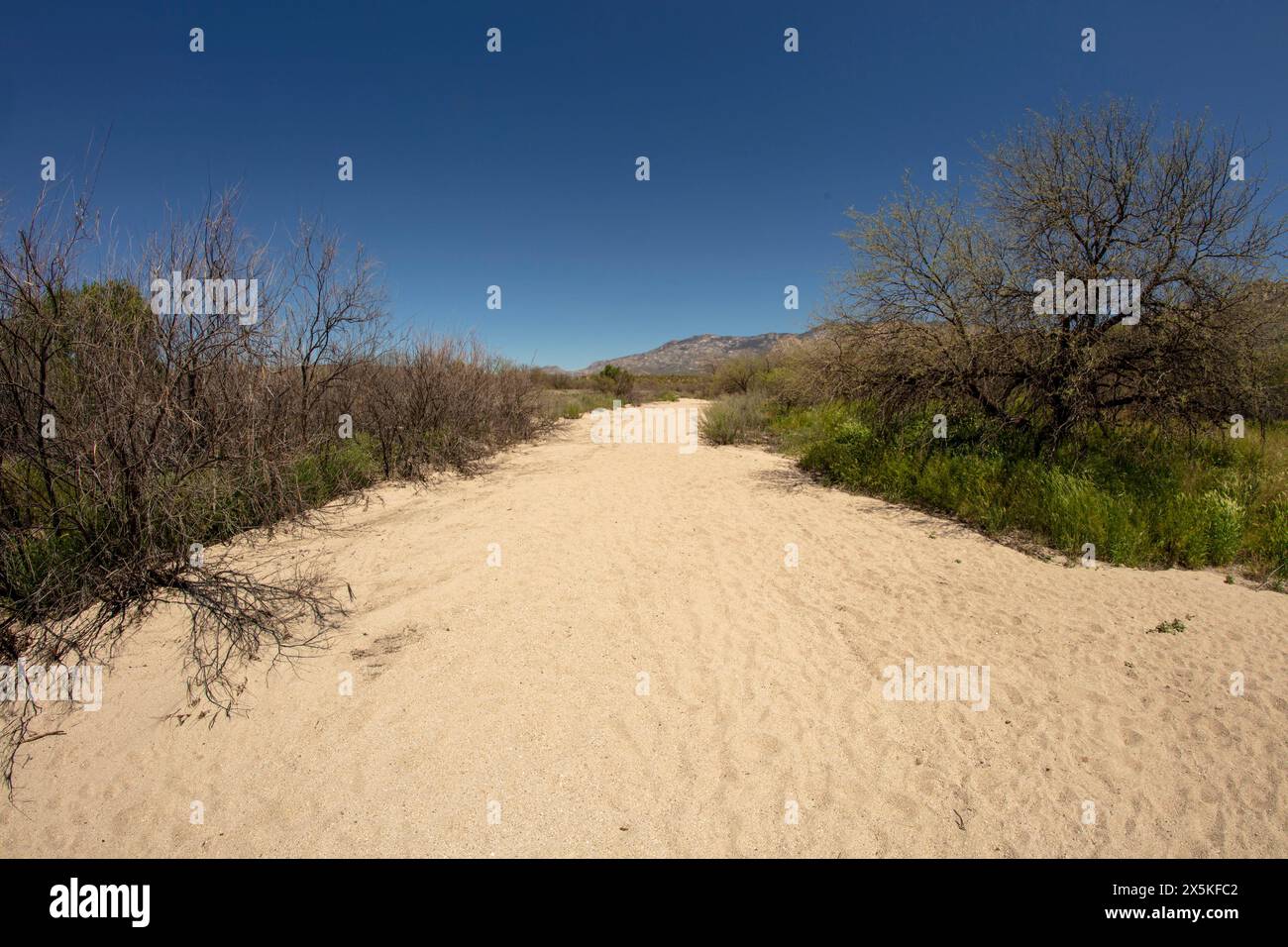 The wide open space of the glorious Catalina State Park, Oro Valley ...