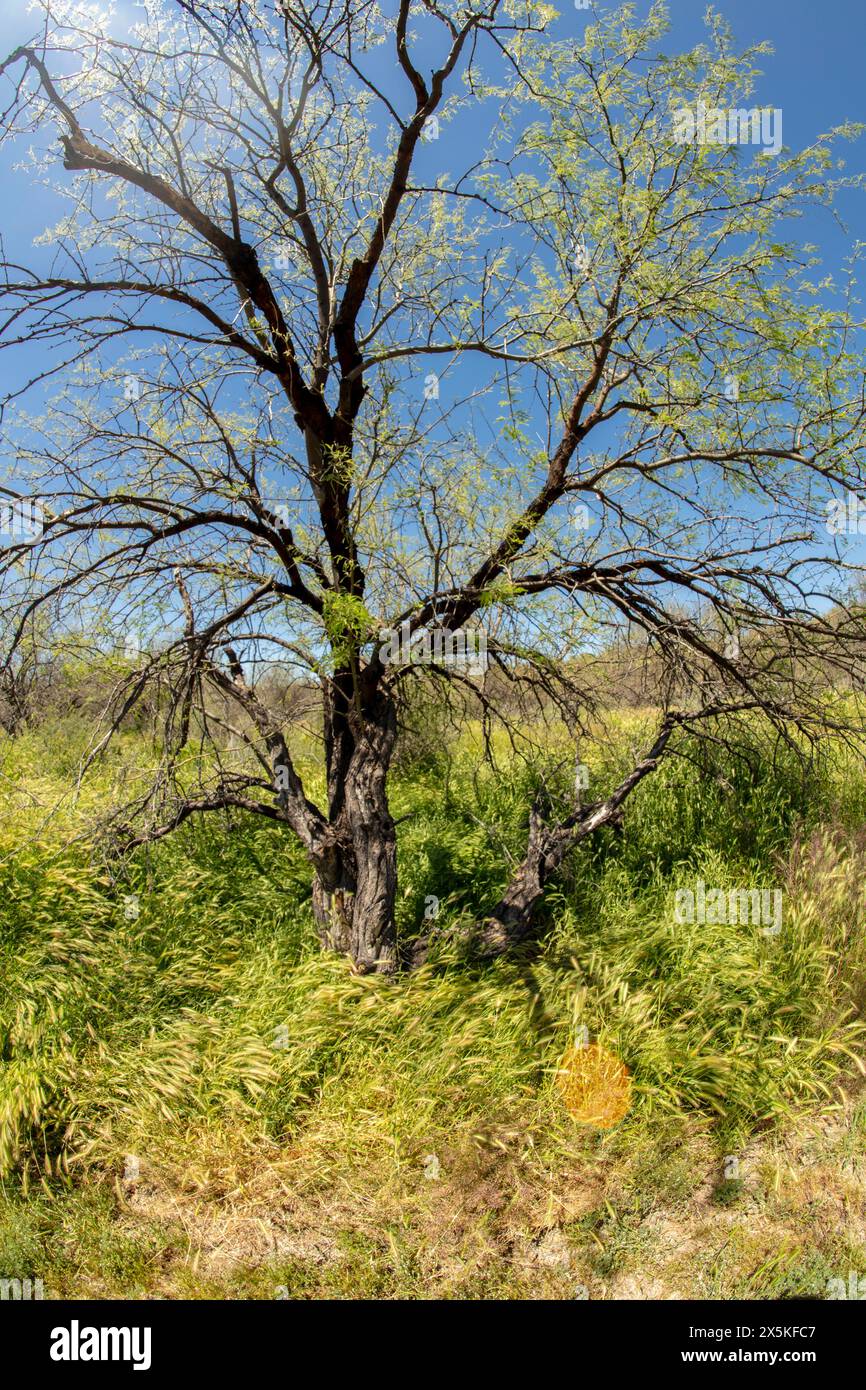 The wide open space of the glorious Catalina State Park, Oro Valley ...