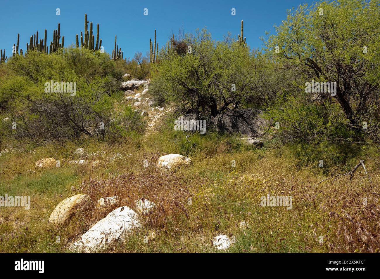 The wide open space of the glorious Catalina State Park, Oro Valley ...